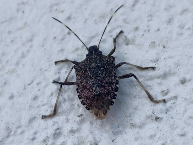 Tarım Sektörönün Korkusu ‘’Kahverengi Kokarca Böceği’’ - Ağrı Hakimiyet